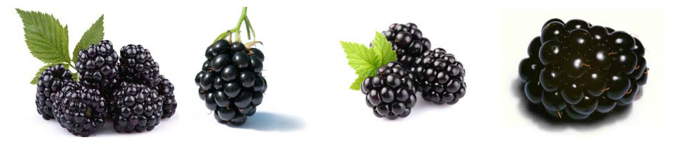 blackberry notes - Scentbird Blog