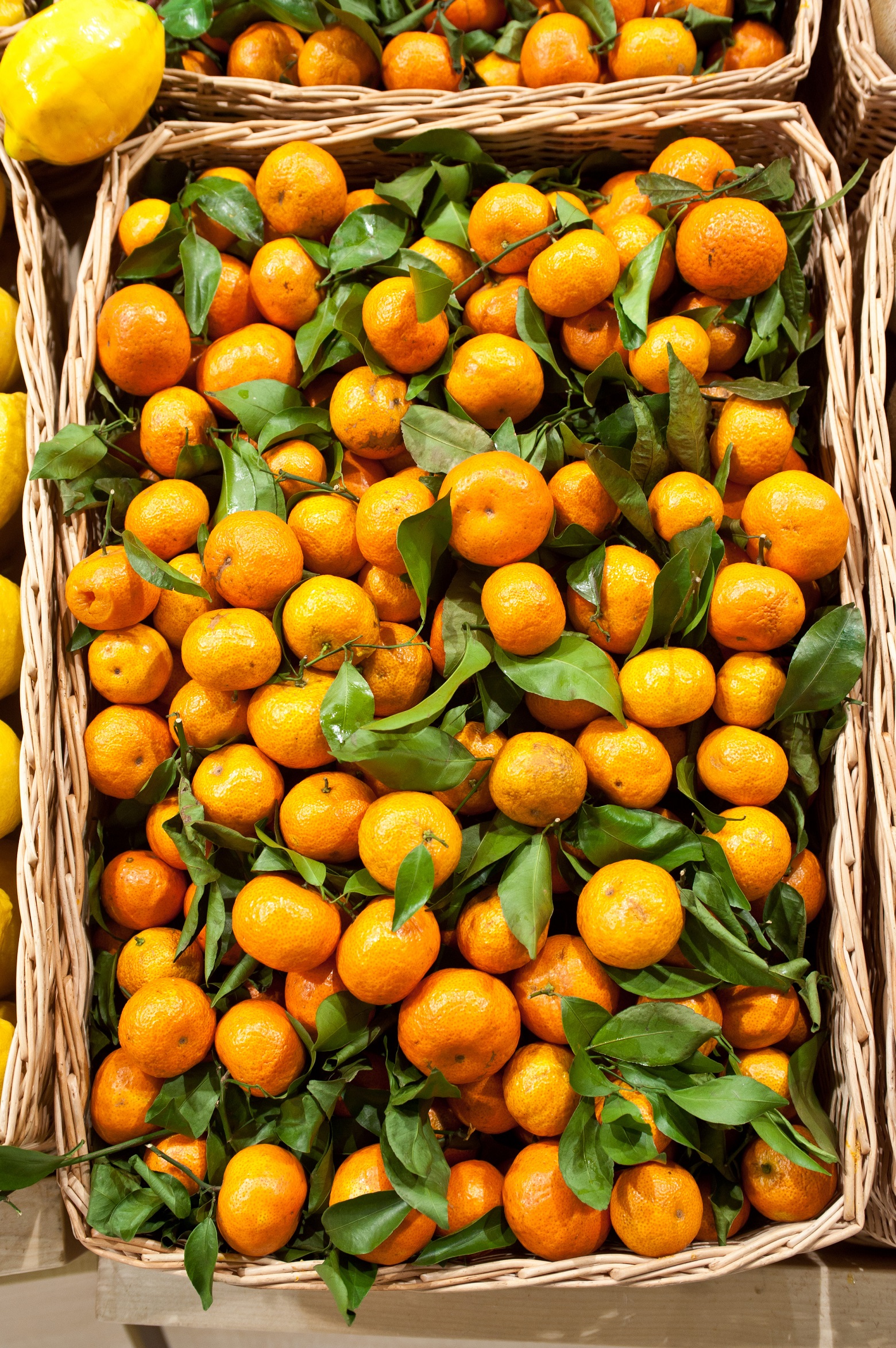 Best Citrusy Perfumes For Fall - Scentbird