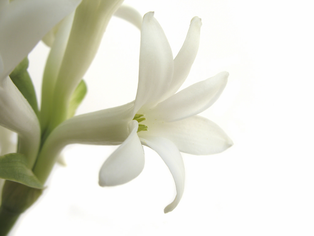 Floral Perfume Notes And Their Meaning - Scentbird