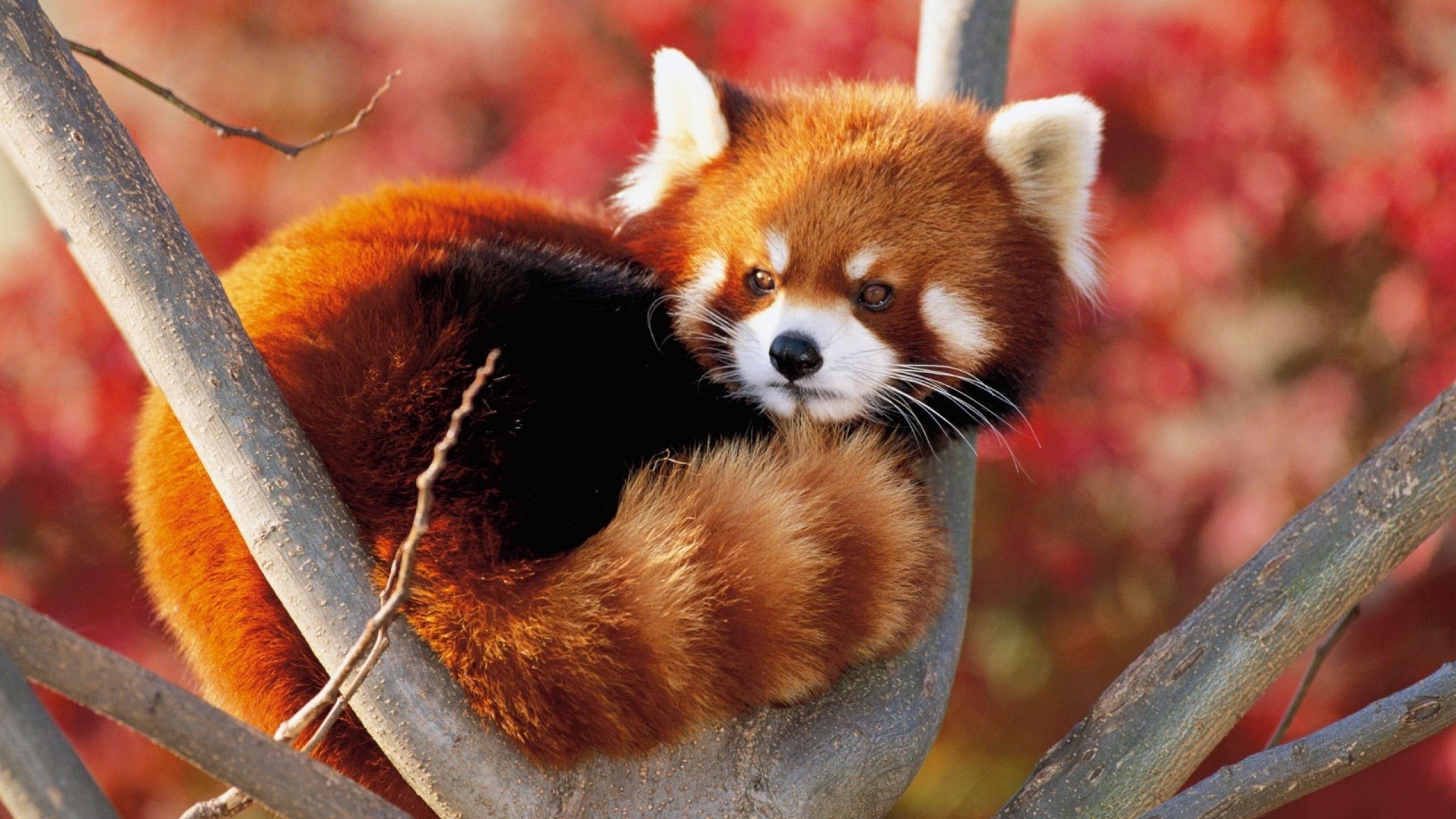International Red Panda Day - Scentbird Blog